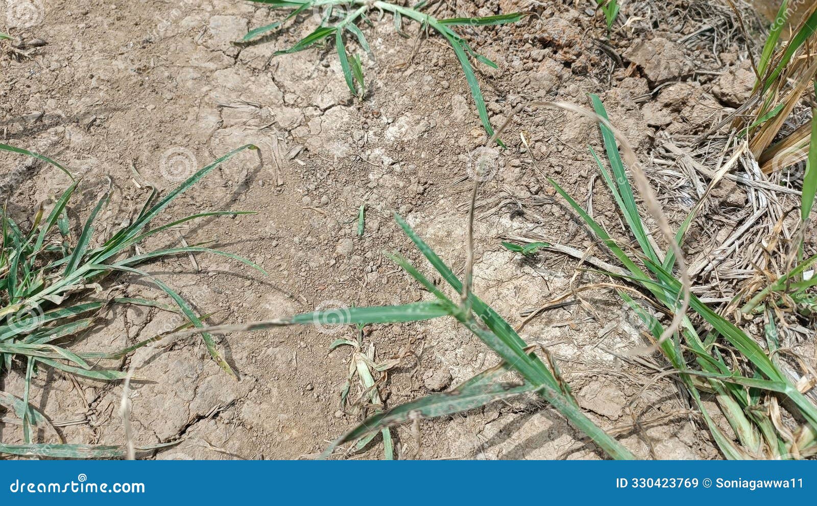 A Patch of Dirt with Some Grass and Weeds Growing on it Stock Image ...