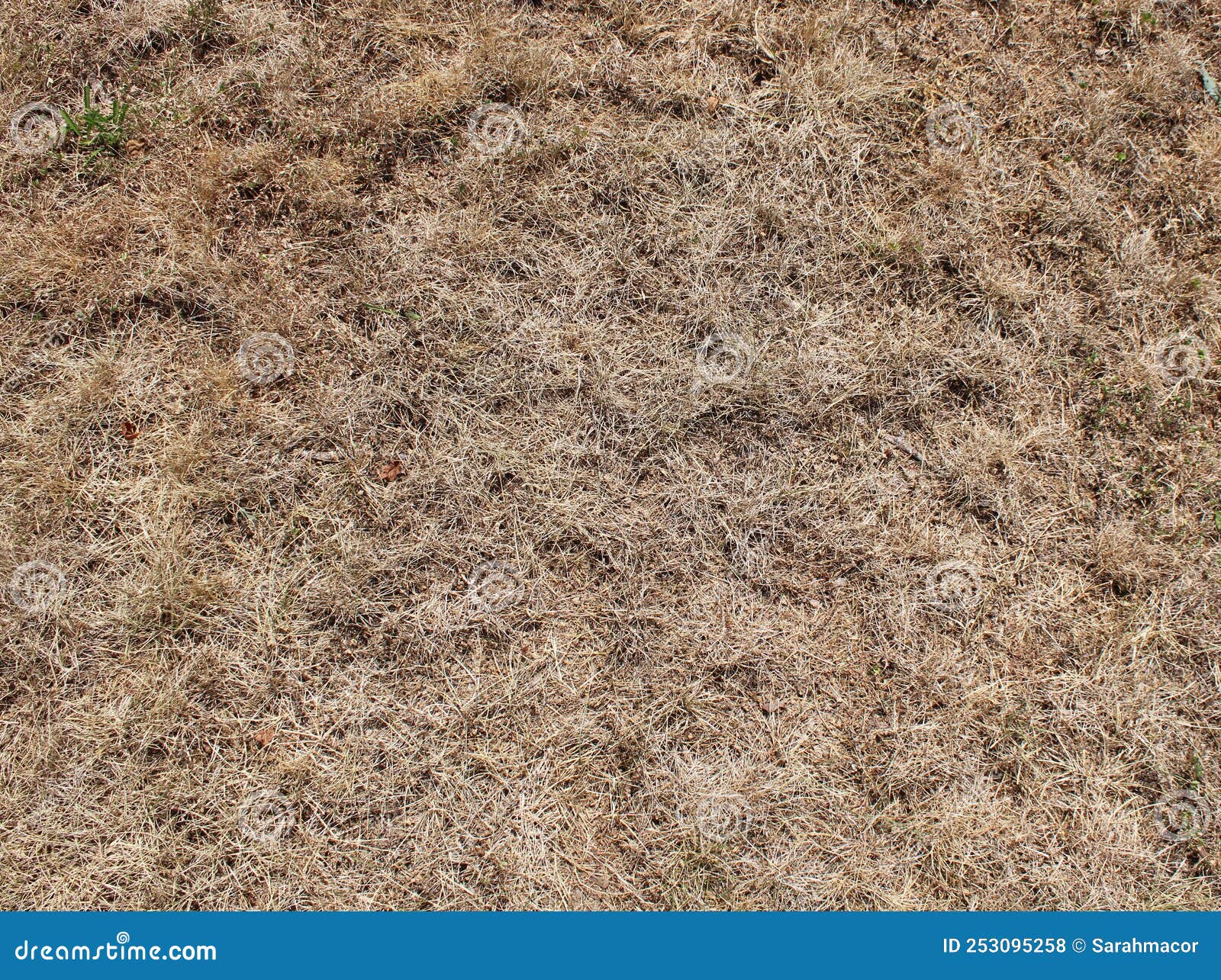 A Patch of Dry Dead Grass stock photo. Image of wave - 253095258