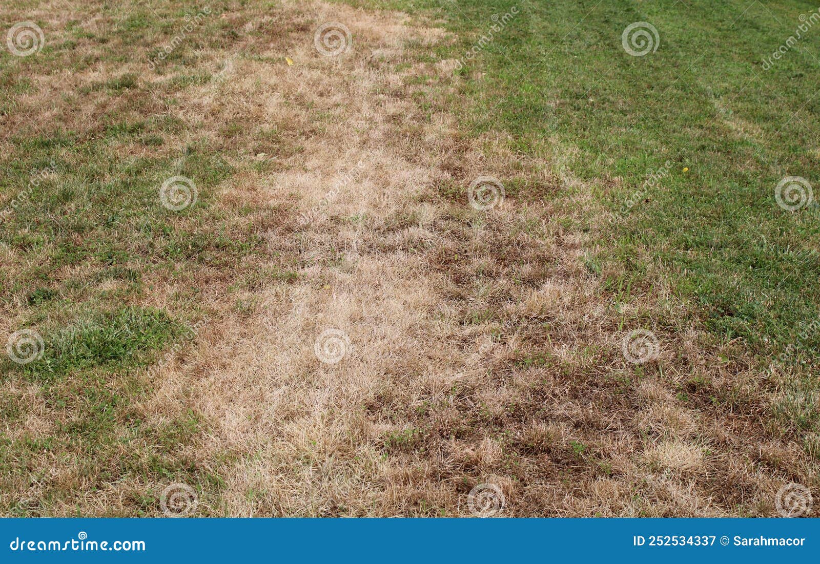 A Patch of Dying Grass from a Summer Heat Wave Stock Image - Image of ...