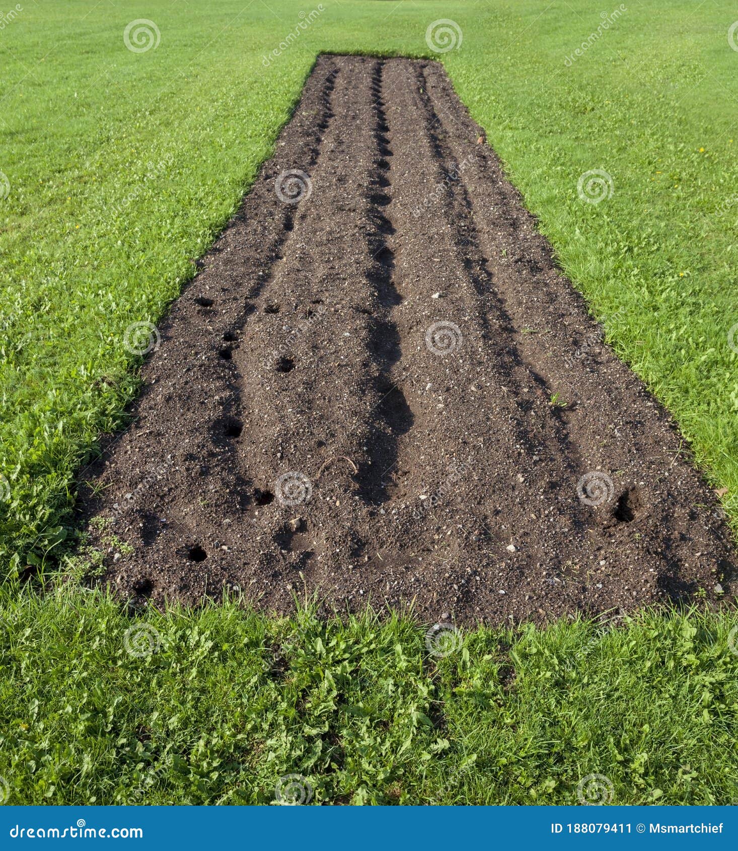 Patch of Fertile Soil in Field Stock Image - Image of fertile, patch ...