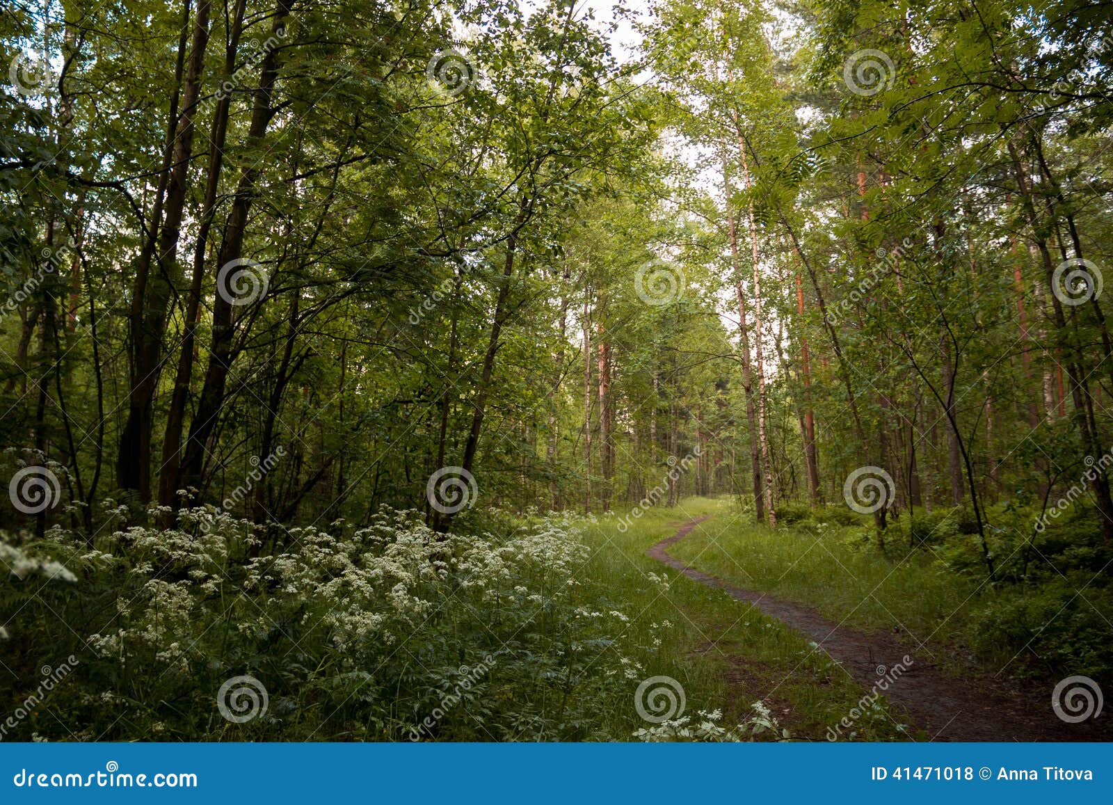 Patch in the forest stock photo. Image of outdoor, landscape - 41471018