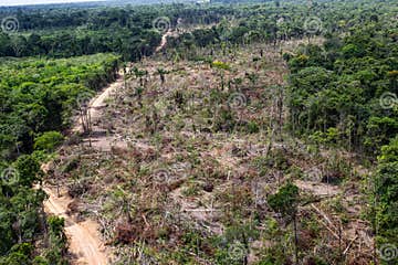 Patch of Forest in the Process of Being Cleared of Vegetation Stock ...
