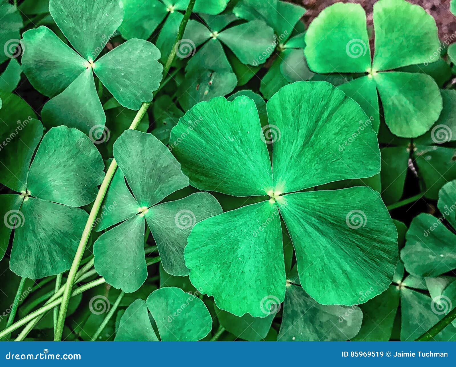 A Patch of Four Leaf Clovers in Focus Stock Image - Image of clovers ...