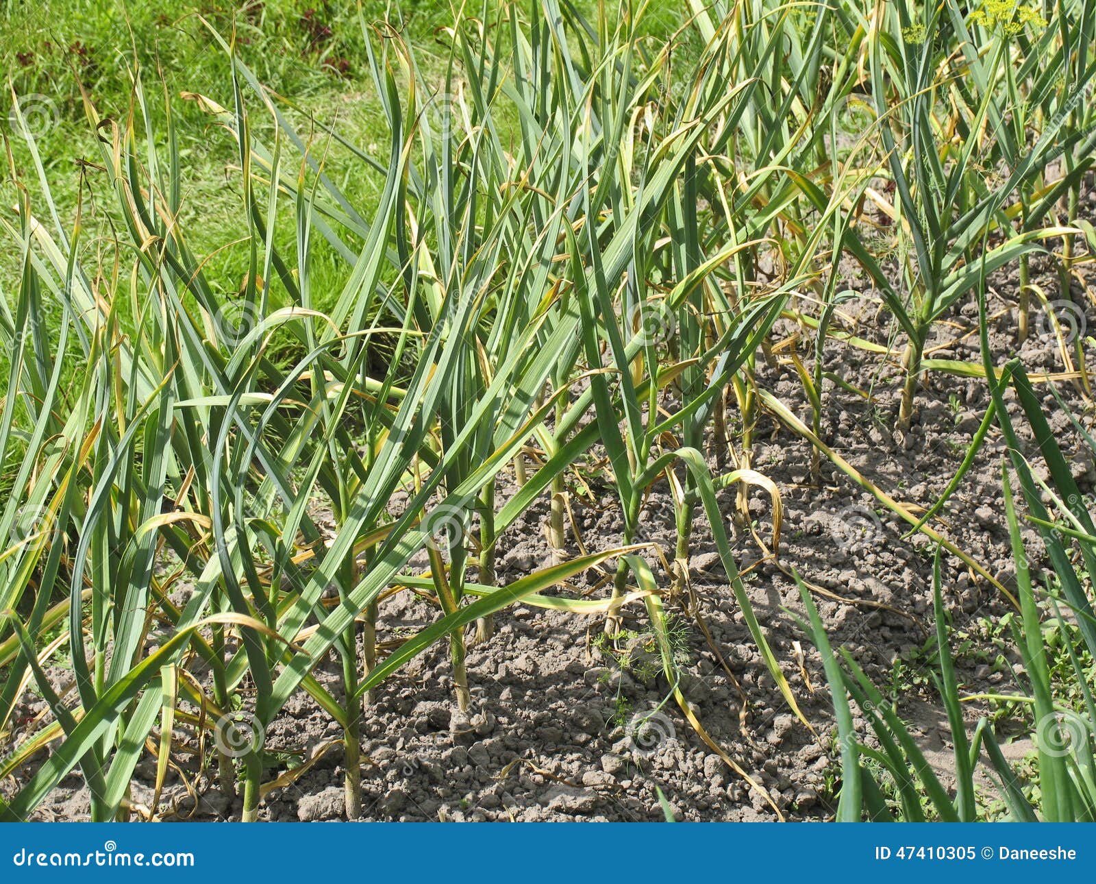 Patch with Garlic. Growing Garlic in Garden Stock Image - Image of ...