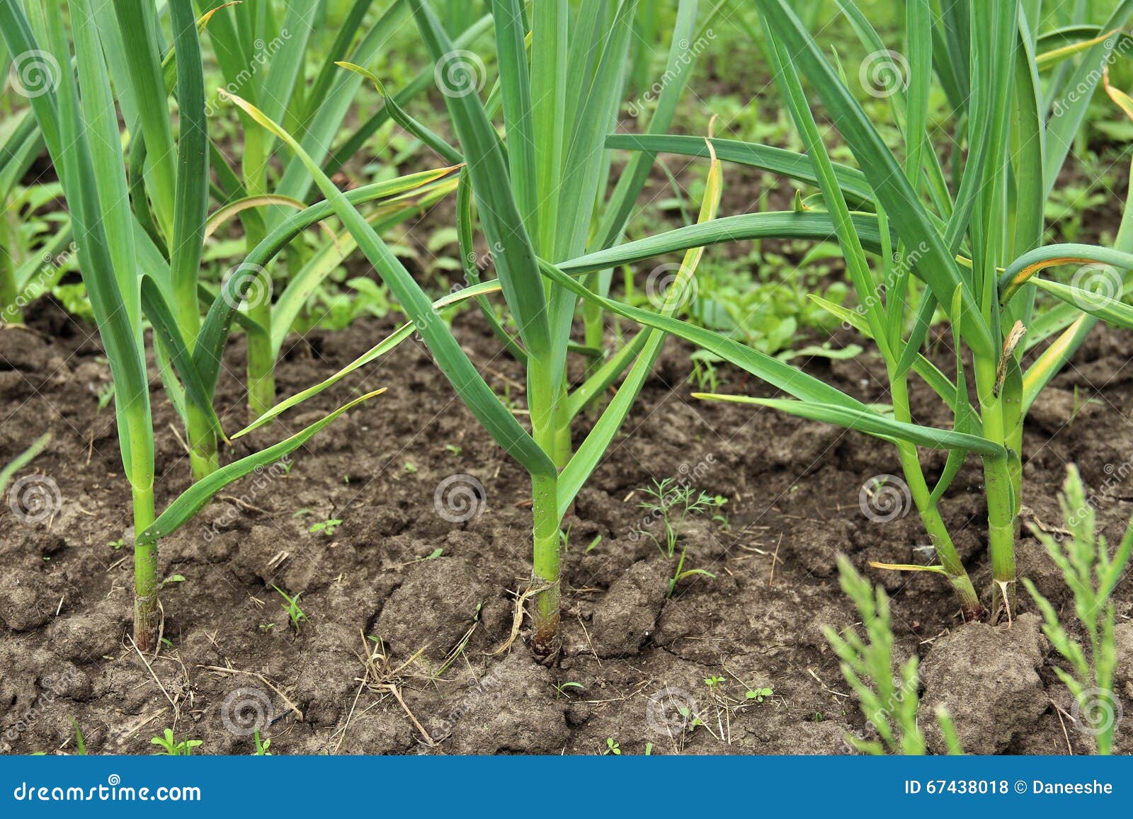 Patch with Garlic. Growing Garlic in Garden Stock Photo - Image of ...