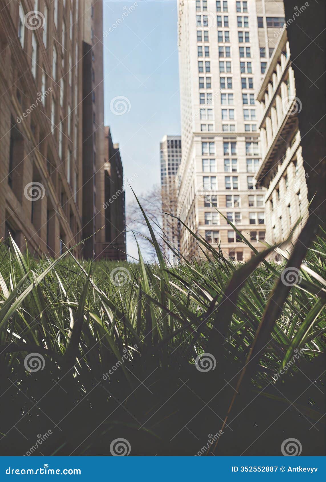 Patch Grass Foreground Tall Buildings Background, Perspective Sunlight ...