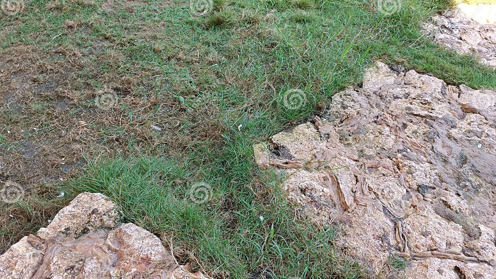 A Patch of Grass is Growing on a Rock Stock Image - Image of summer ...