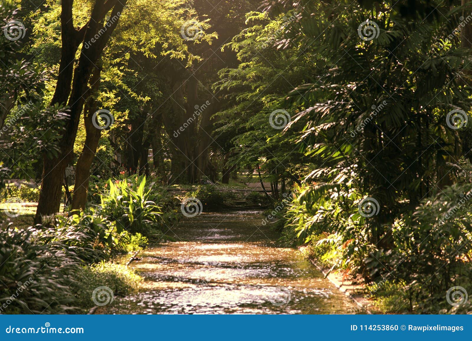 Patch through a Green Forest Stock Photo - Image of field, landscape ...