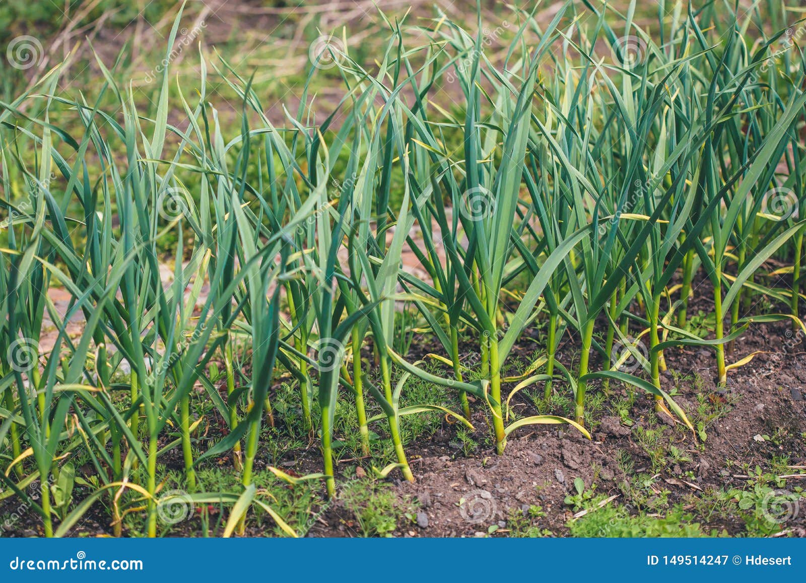 Patch with Green Garlic. Vegetable Growing in Garden Stock Image ...