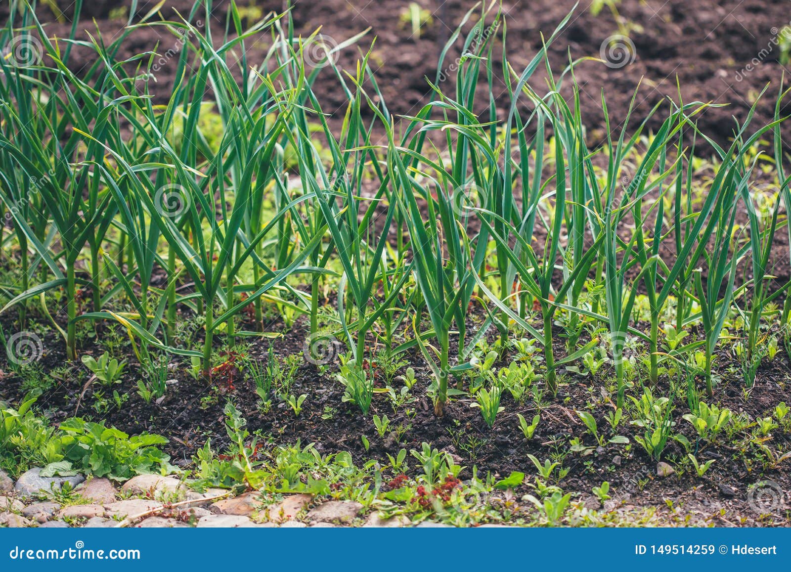 Patch with Green Garlic. Vegetable Growing in Garden Stock Image ...