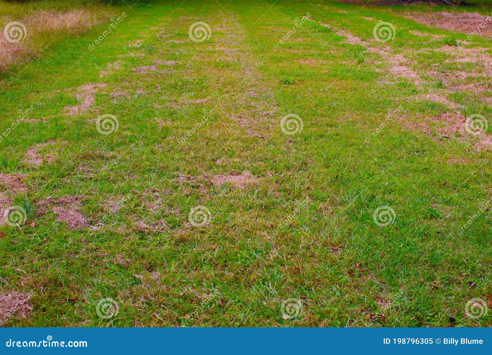 A patch of green grass stock image. Image of garden - 198796305