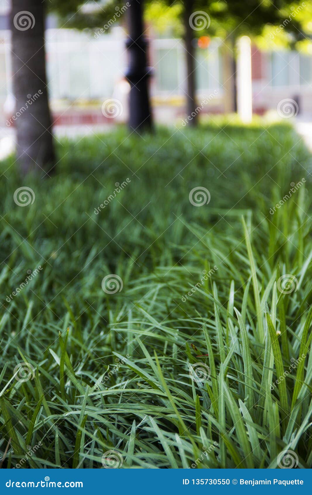 Patch of Green Grass in the Sun Stock Photo - Image of color, leaves ...