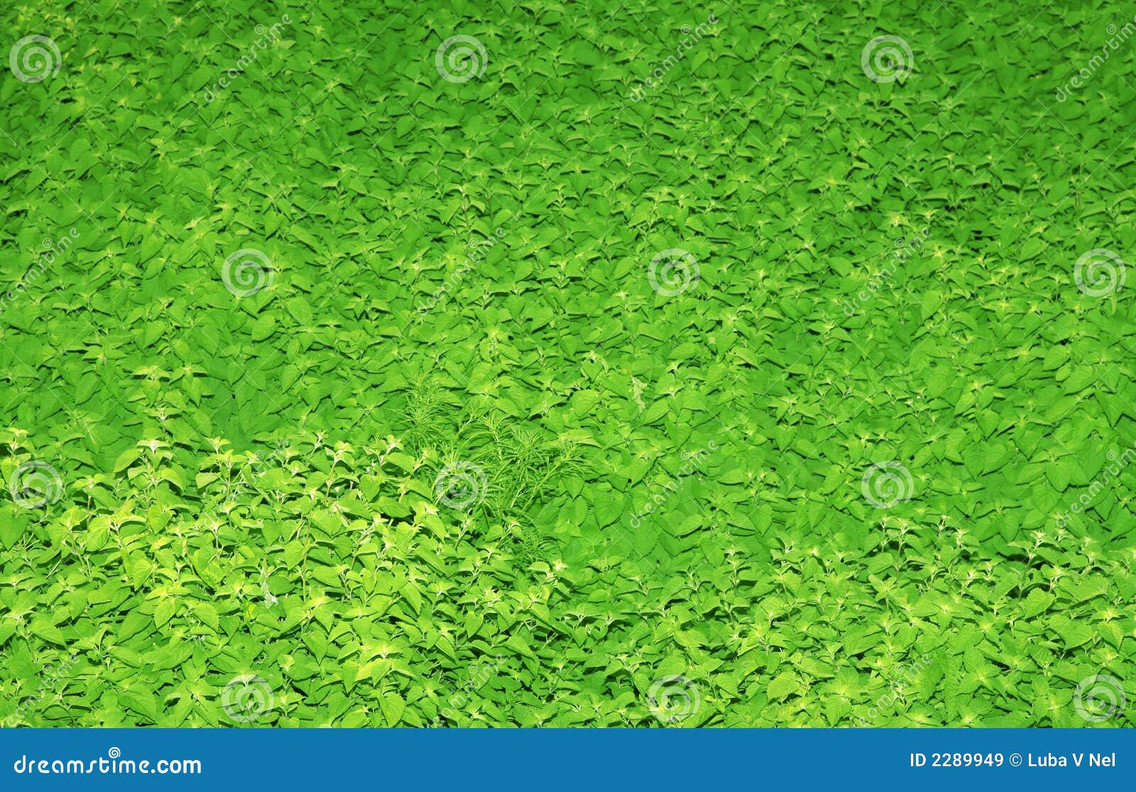 Patch of green mint stock image. Image of bright, herb - 2289949