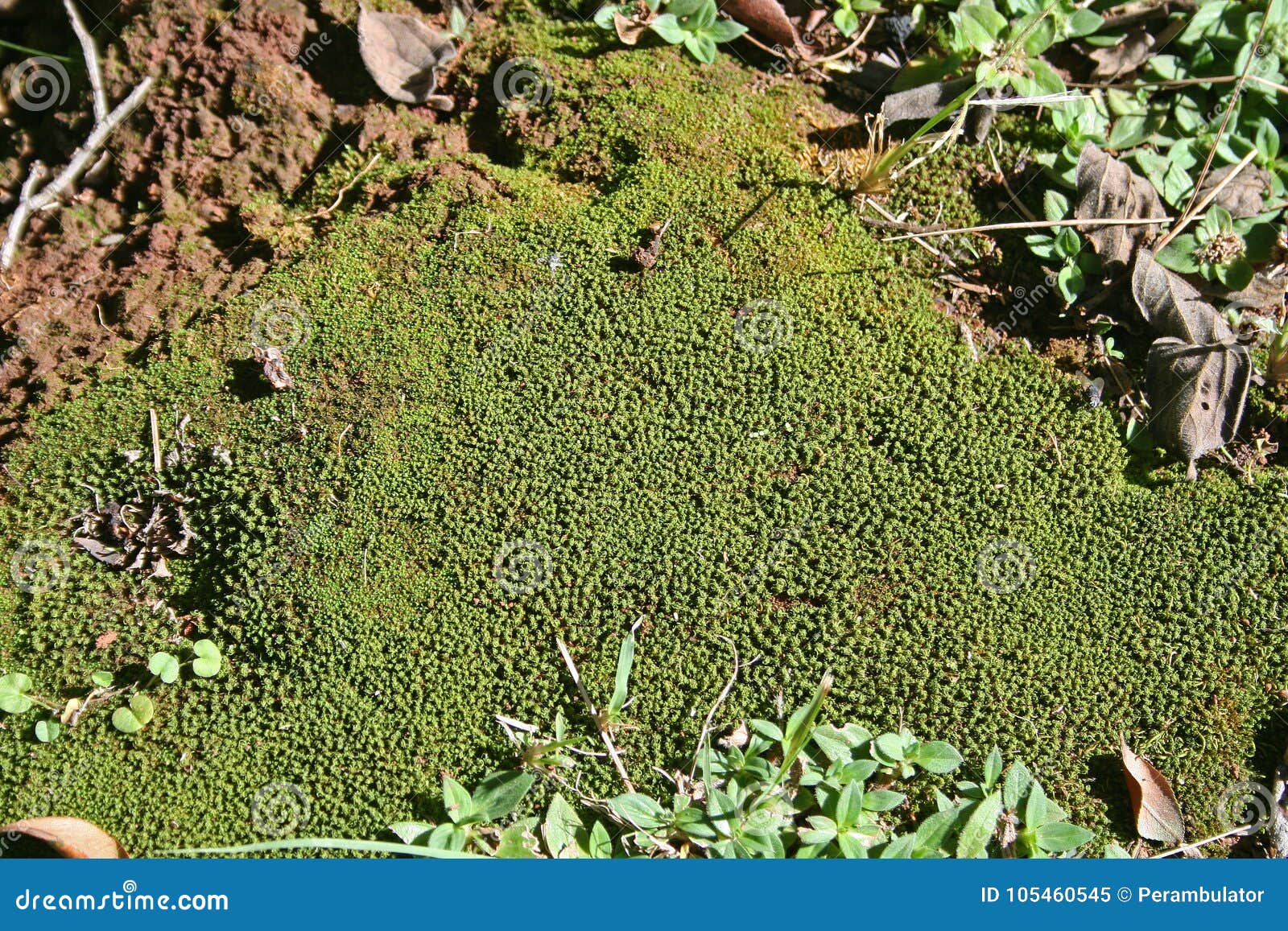 PATCH on GREEN MOSS in SUNLIGHT Stock Image - Image of leaves, bright ...