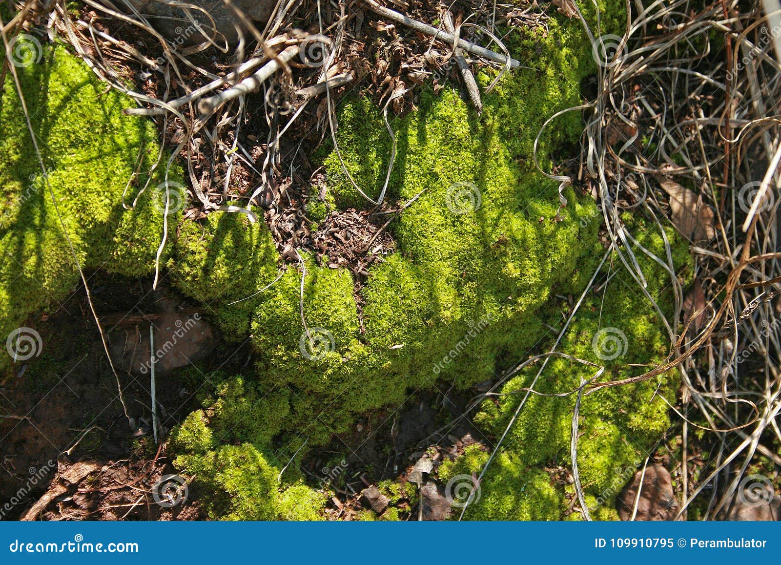 PATCH of GREEN MOSS stock image. Image of park, fresh - 109910795