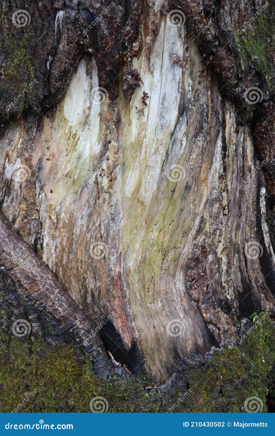 Patch of Inner Tree Bark Under Outer Tree Bark Stock Photo - Image of ...