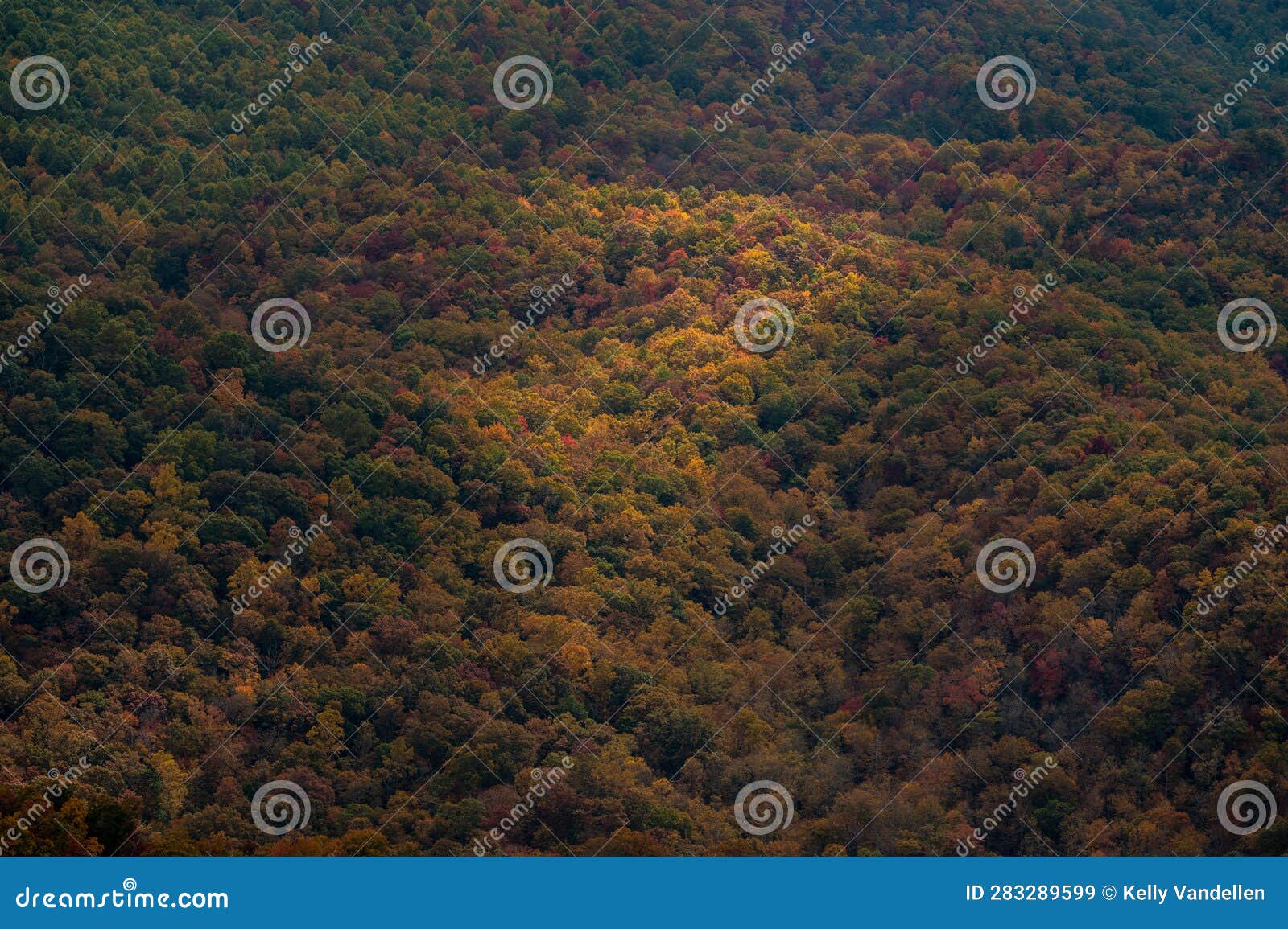 Patch of Light Dances Across Autumn Canopy Stock Image - Image of ...