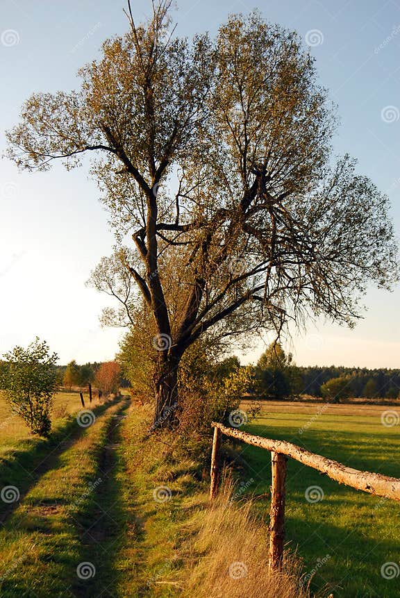 Patch through the meadow stock photo. Image of nature - 24222074