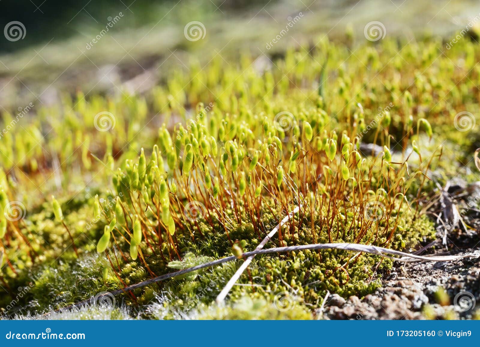 Patch of moss stock photo. Image of outdoors, scenic - 173205160