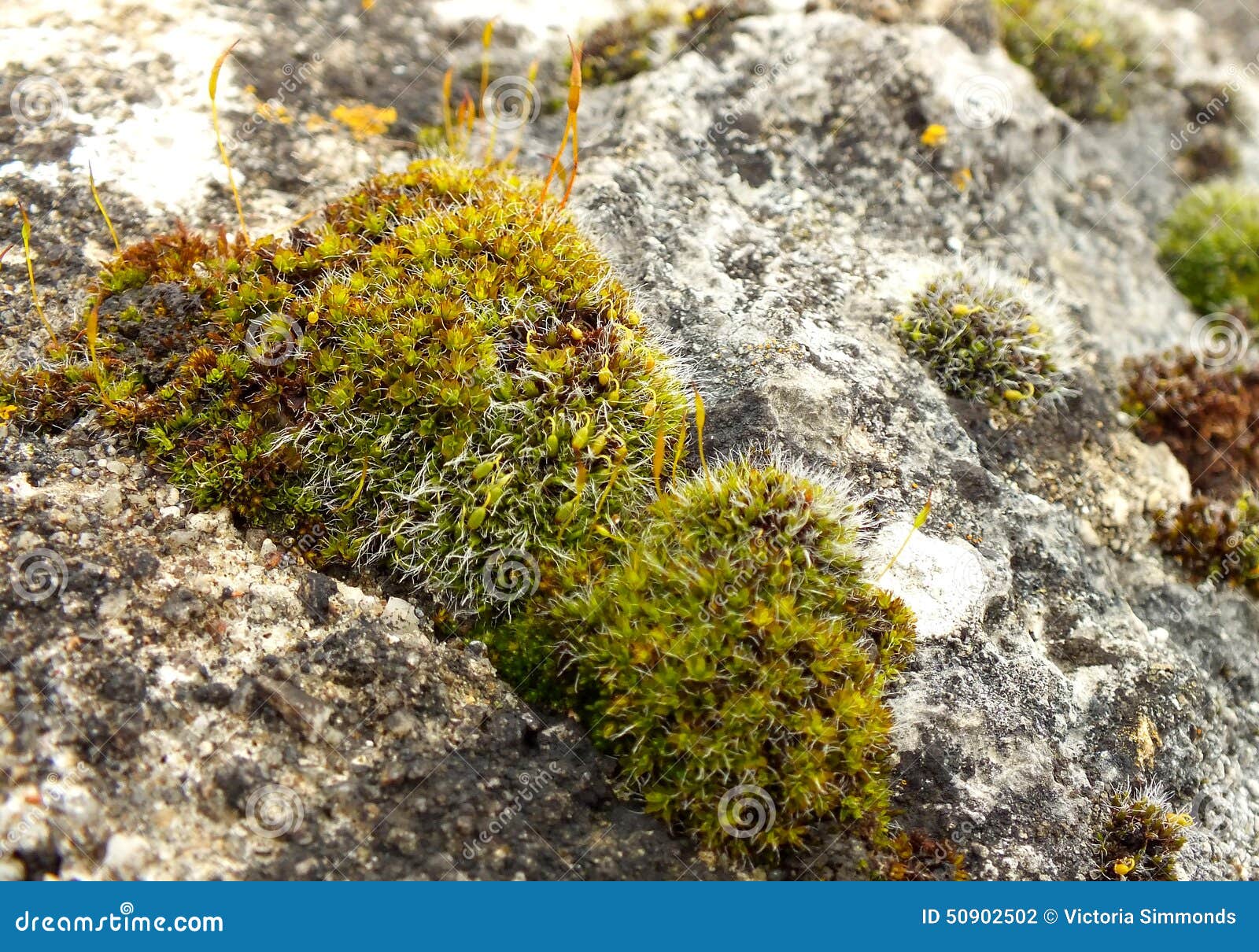 Patch of moss stock photo. Image of macro, leaf, forms - 50902502