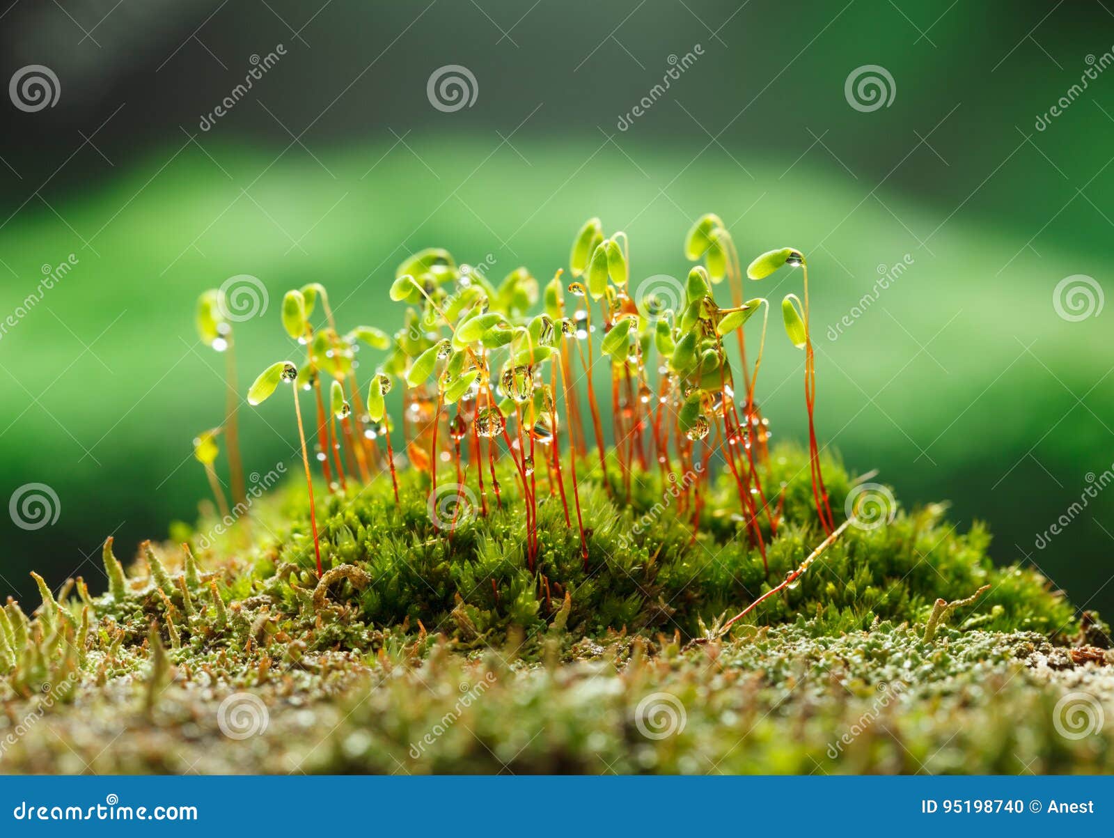 Patch of moss stock photo. Image of closeup, gametophyte - 95198740