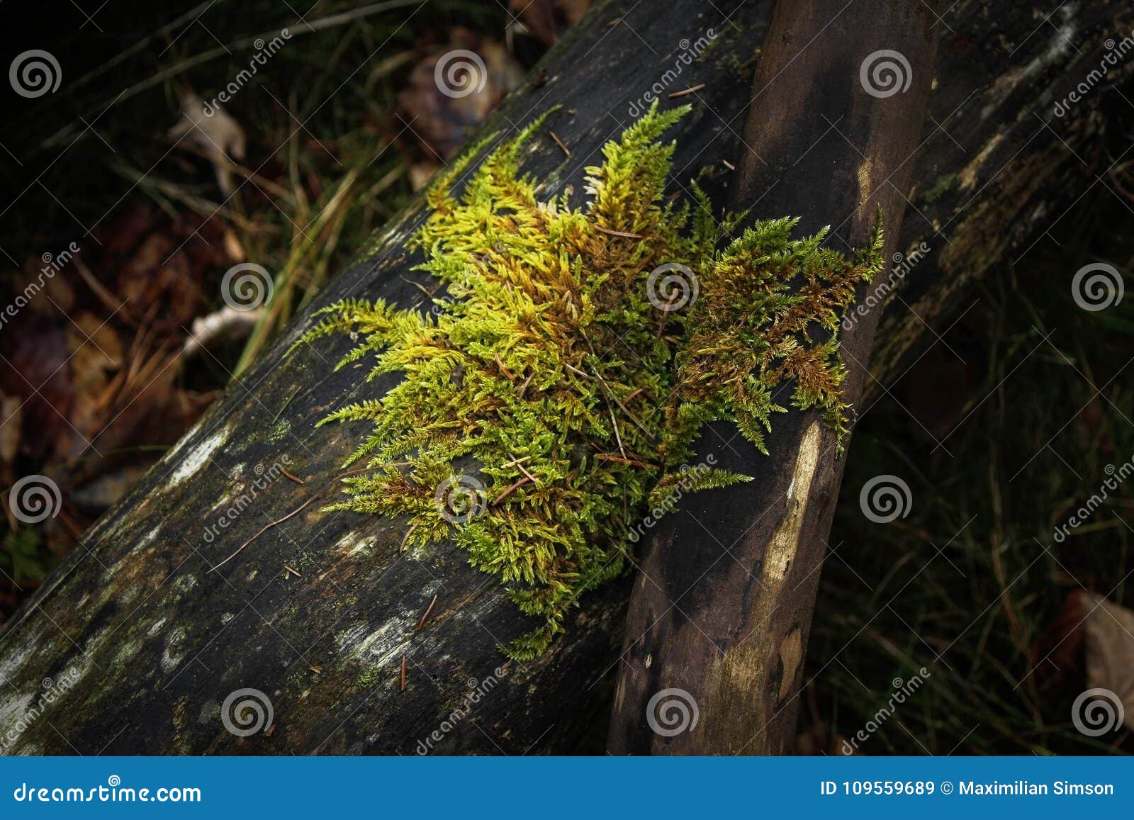 Patch of Moss on Dead Wood in a Natural Forest Stock Image - Image of ...