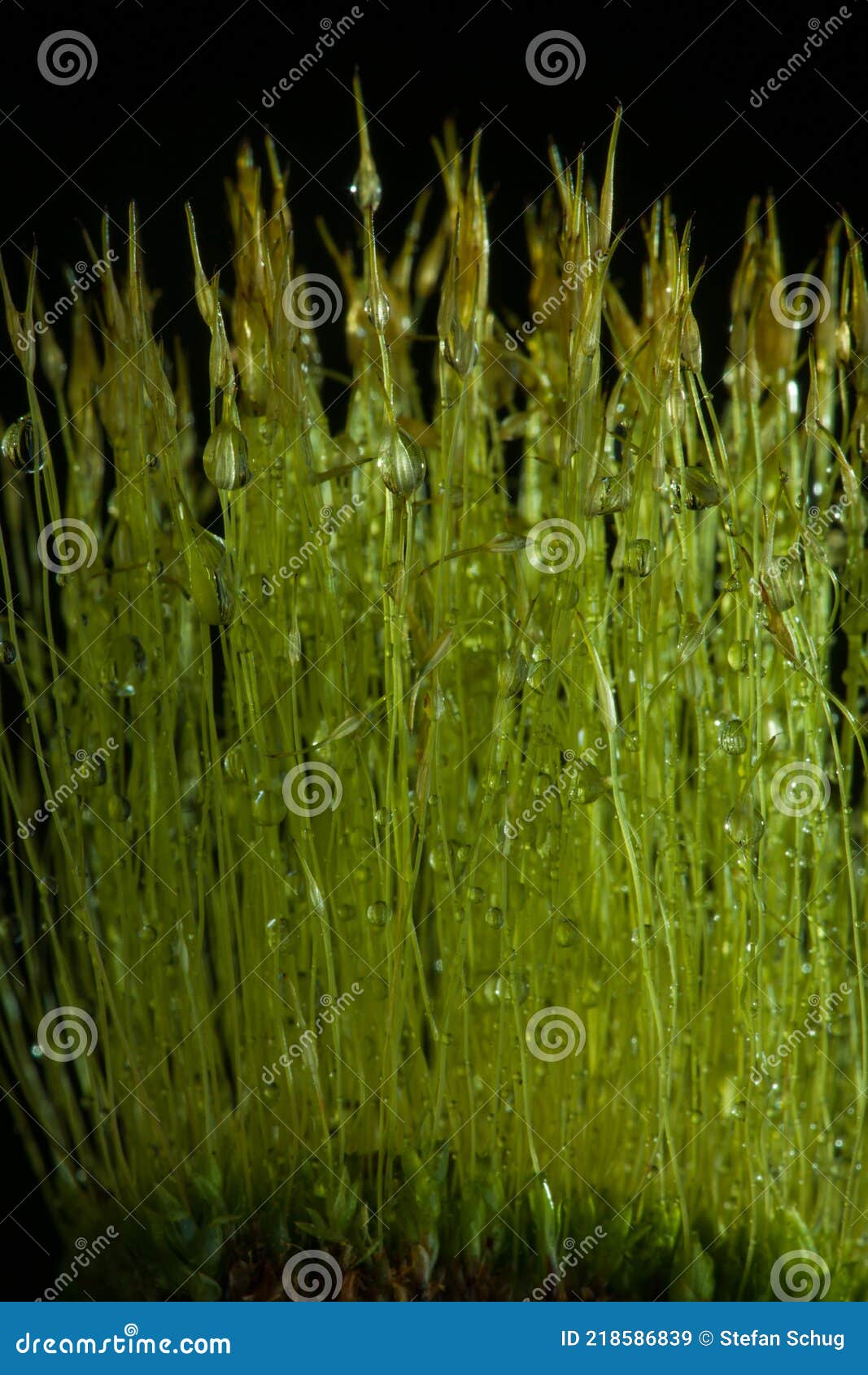 Wet Moss in early Spring stock image. Image of flowering - 218586839