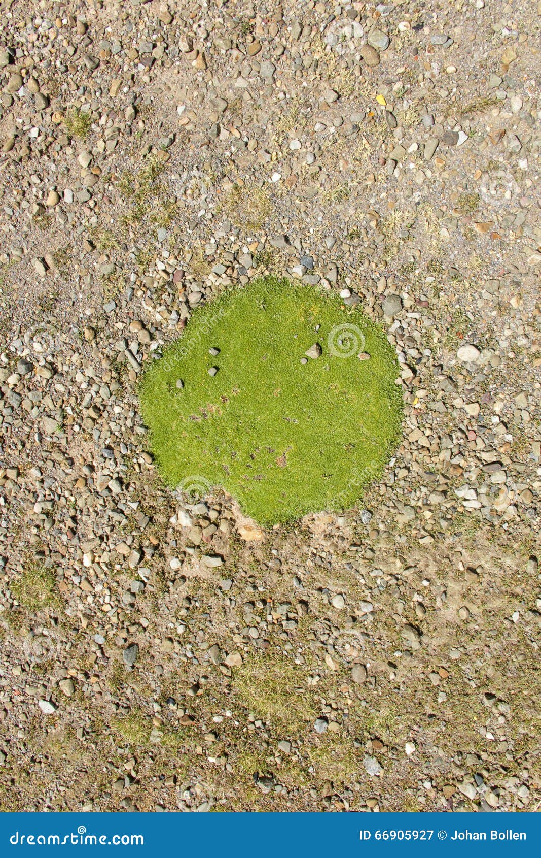 Patch of Moss between Gravel Stock Image - Image of patch, green: 66905927