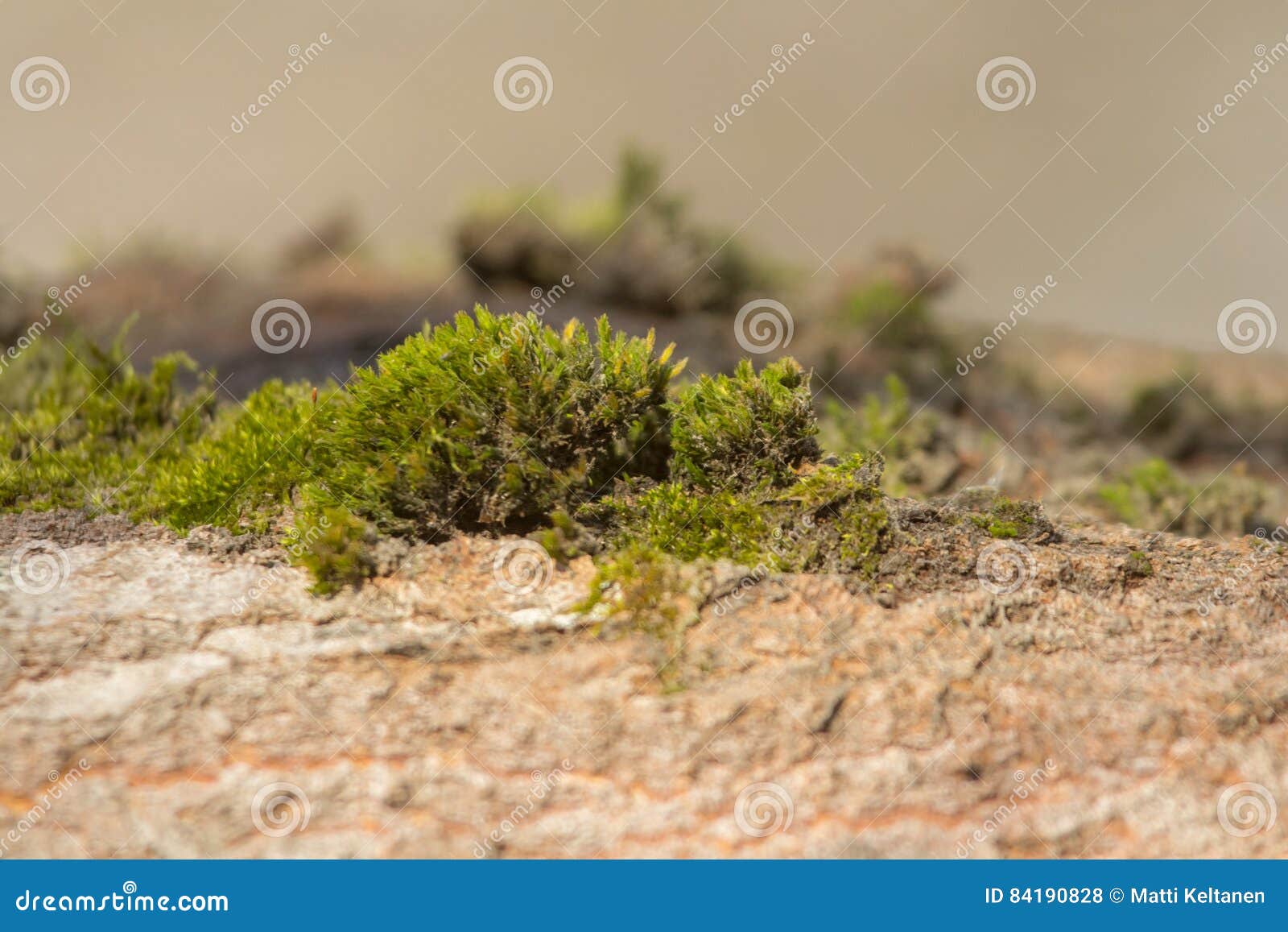 A patch of moss stock photo. Image of european, espoo - 84190828
