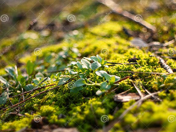 A Patch of Moss is Growing on the Ground Stock Illustration ...