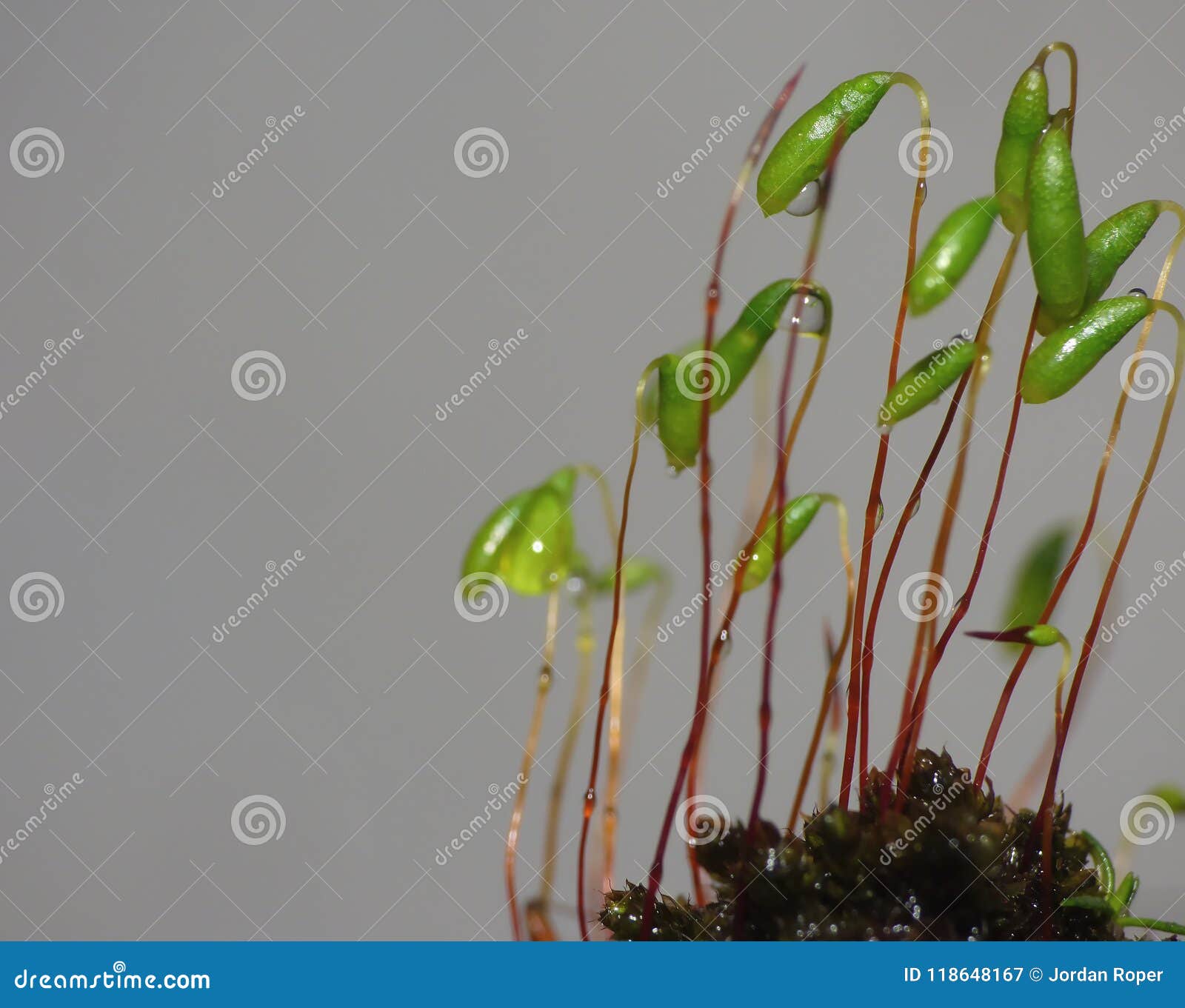 Moss - Sporophytes Close Up Stock Image - Image of nutans, green: 118648167