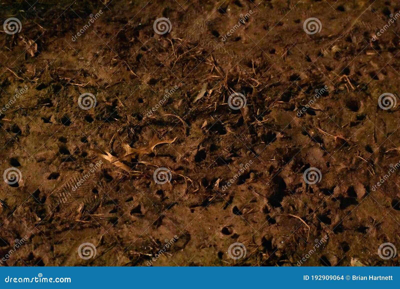 A Patch of Mud Covered in Cleat Prints Stock Photo - Image of sport ...