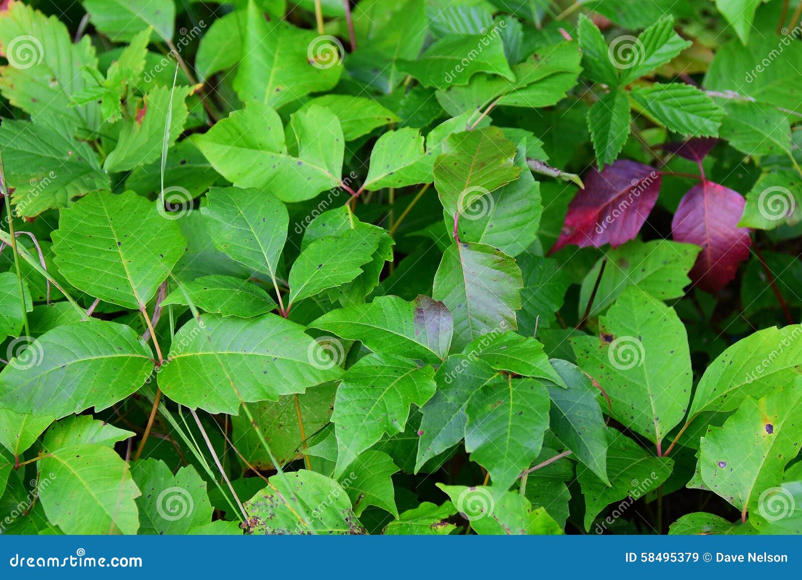 Patch of poison ivy leaves stock image. Image of nature - 58495379