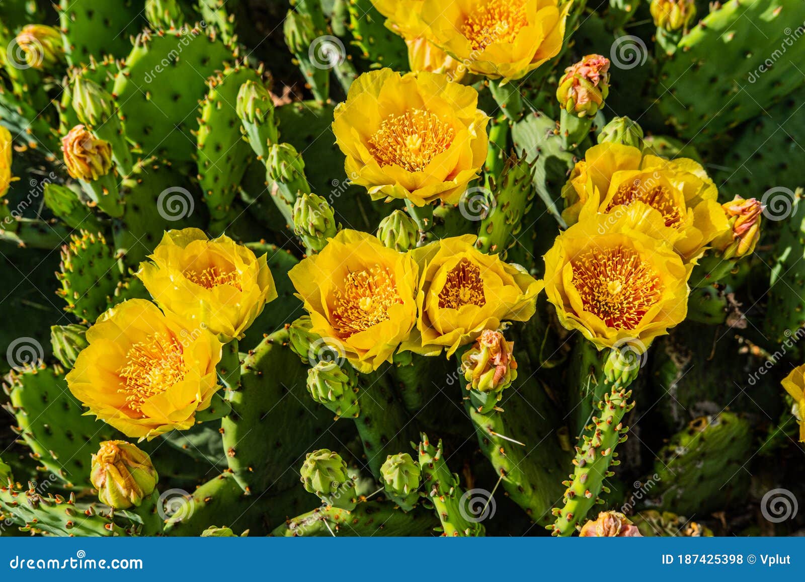 Patch of Prickly Pear Cactus in Full Bloom Stock Photo - Image of ...