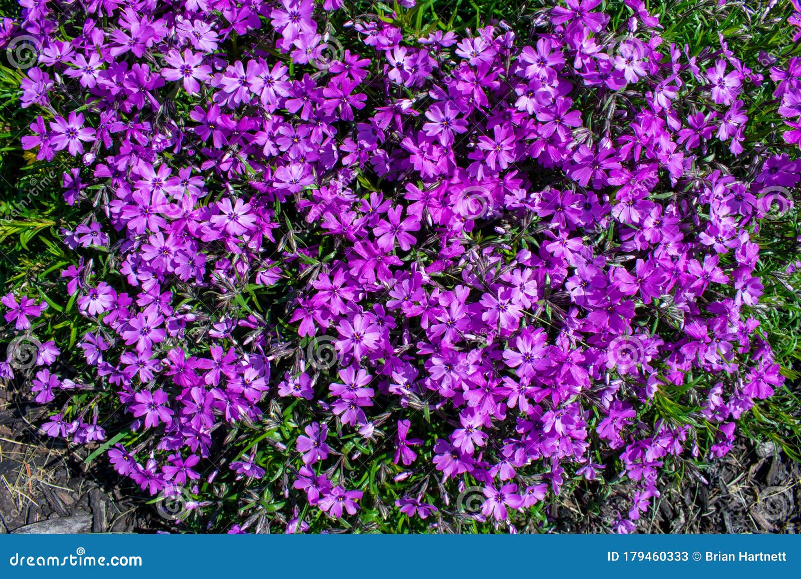A Patch of Purple Flowers Filling the Frame Stock Image - Image of ...