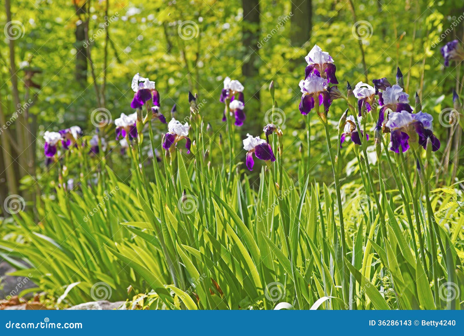 Patch of Purple Iris Blooming. Stock Image - Image of garden, color ...