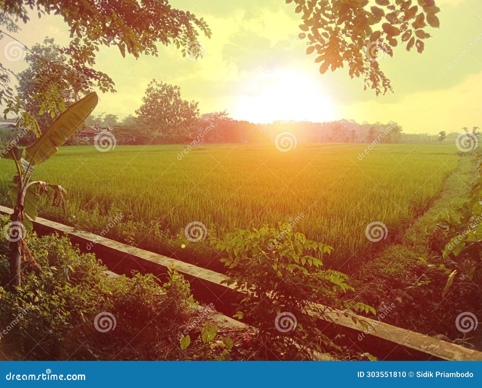 A Patch of Rice Fields and Various Kinds of Trees Stock Photo - Image ...