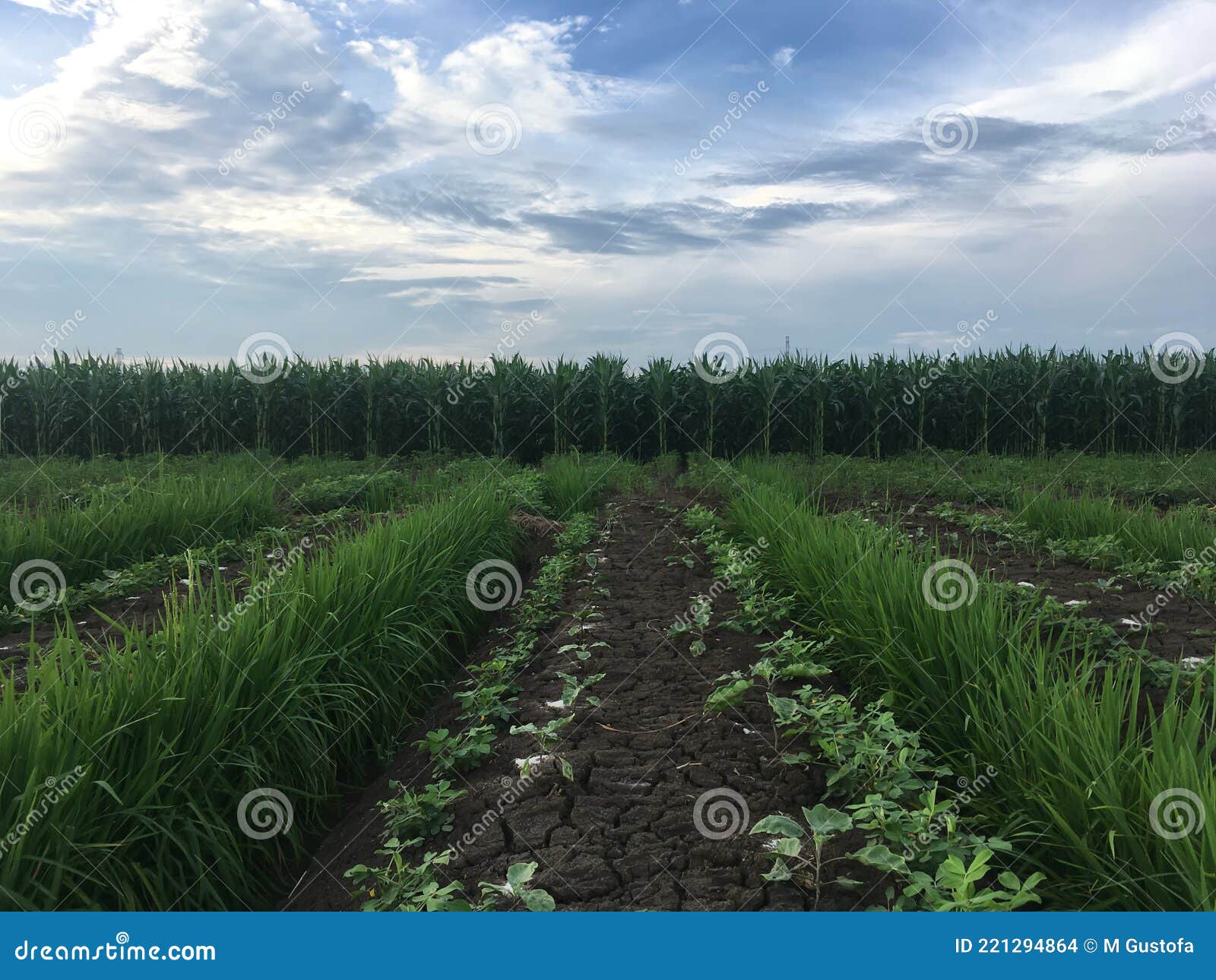 A patch of rice stock photo. Image of field, patch, rural - 221294864