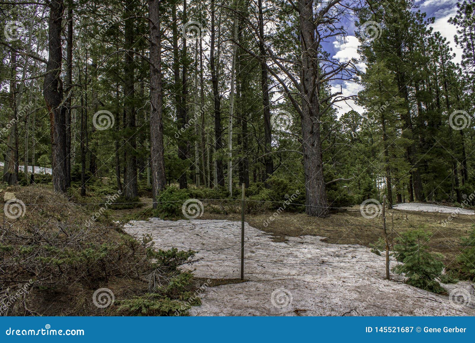 A Patch of Snow stock image. Image of nature, plants - 145521687