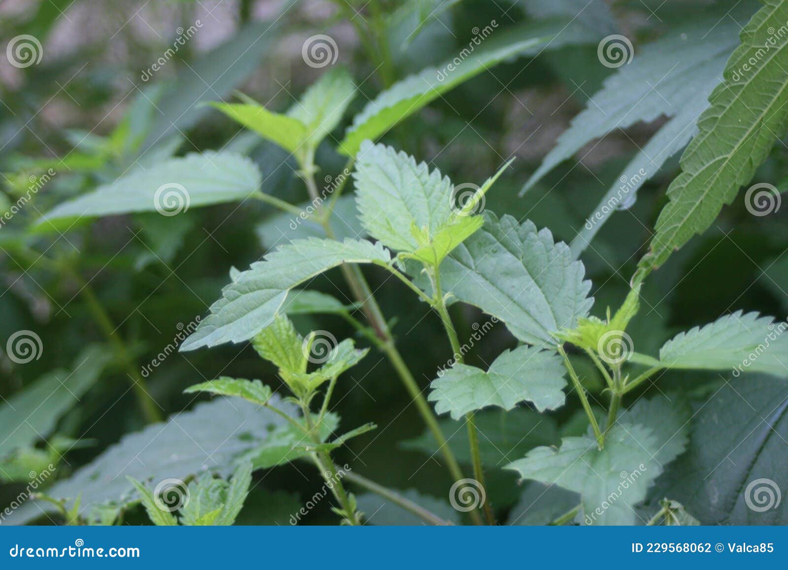 Patch of stinging nettle stock photo. Image of countryside - 229568062
