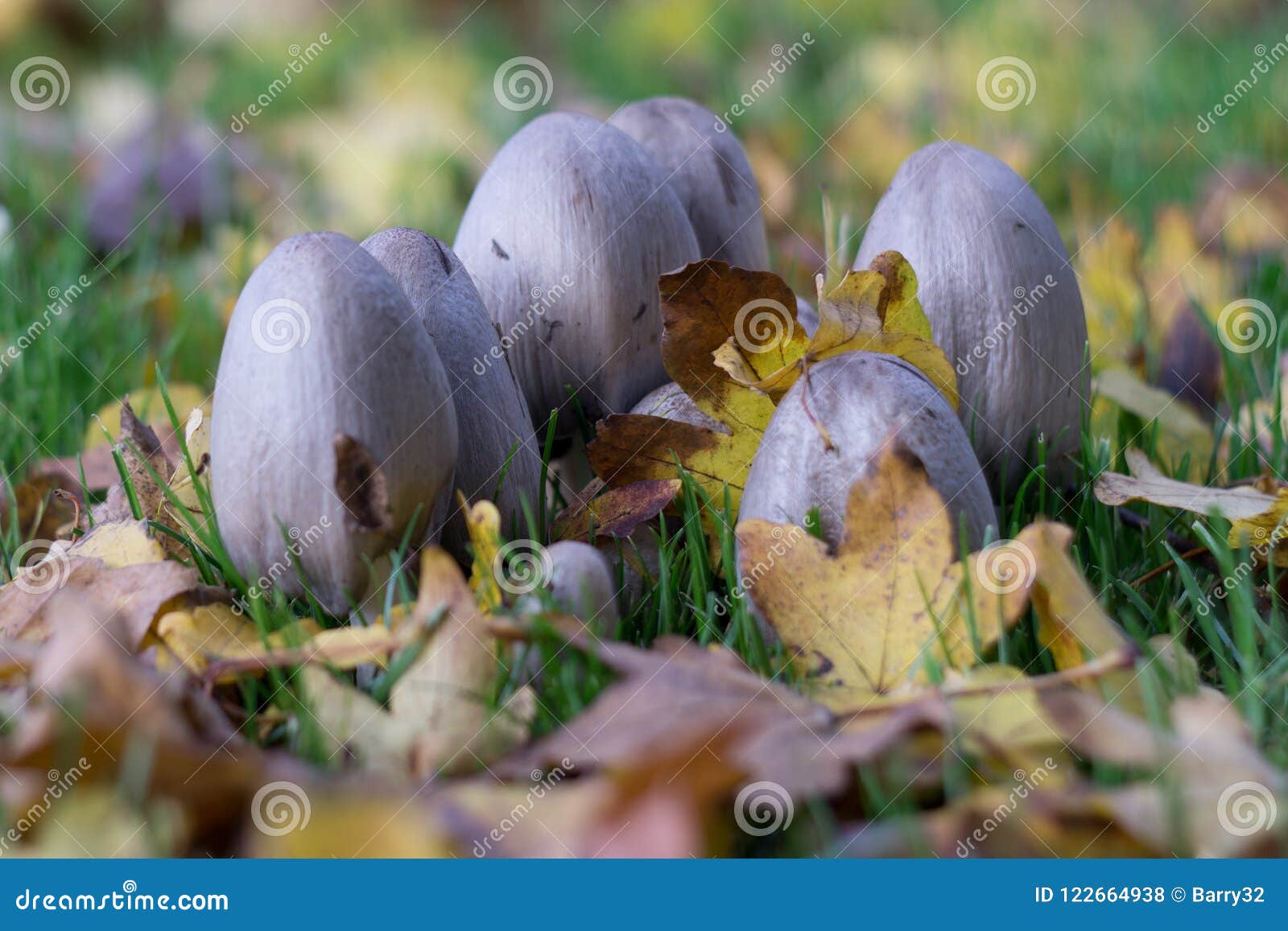 Patch of Toadstools Growing Wild in the Forest in the Autumn Surrounded ...