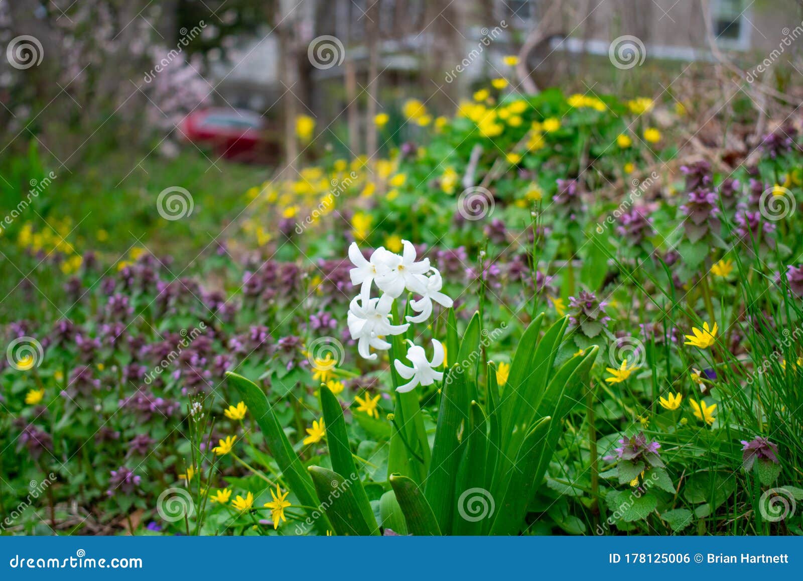 A Patch of White Flowers on a Front Lawn Stock Photo - Image of white ...