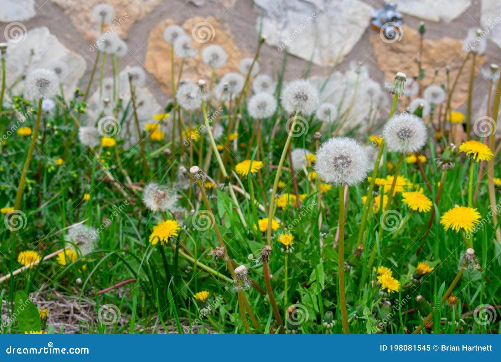 A Patch of White and Yellow Dandelions with a Cobblestone Wall Behind ...
