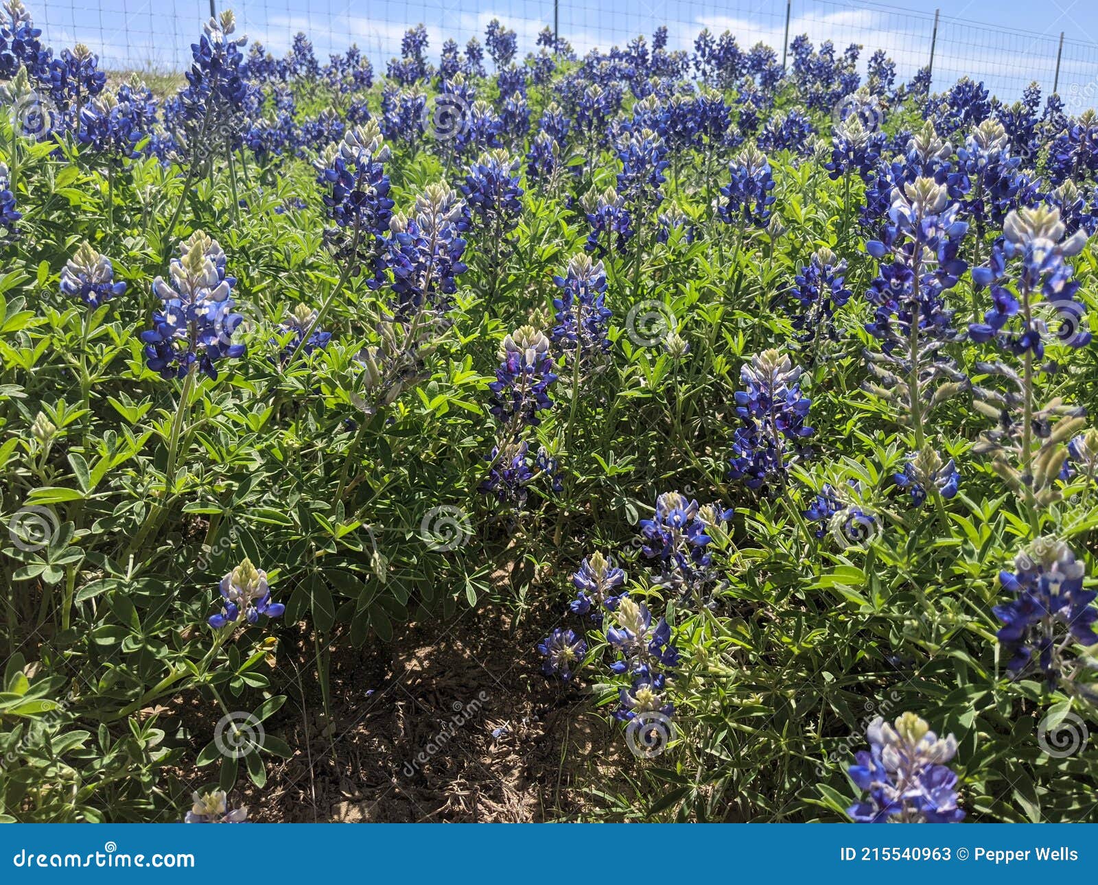 Wild bluebonnets stock image. Image of colour, field - 215540963