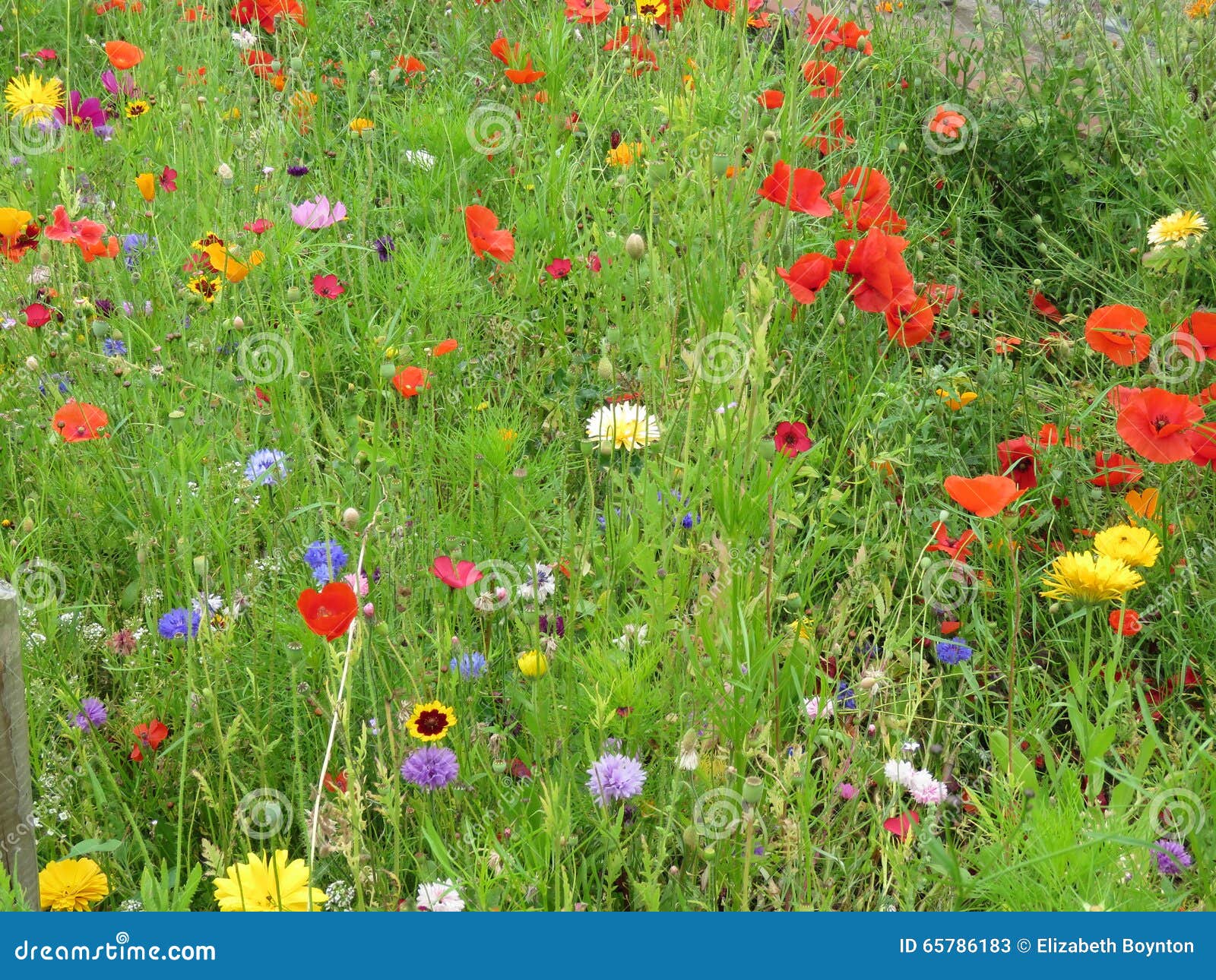 A patch of wild flowers stock image. Image of spring - 65786183