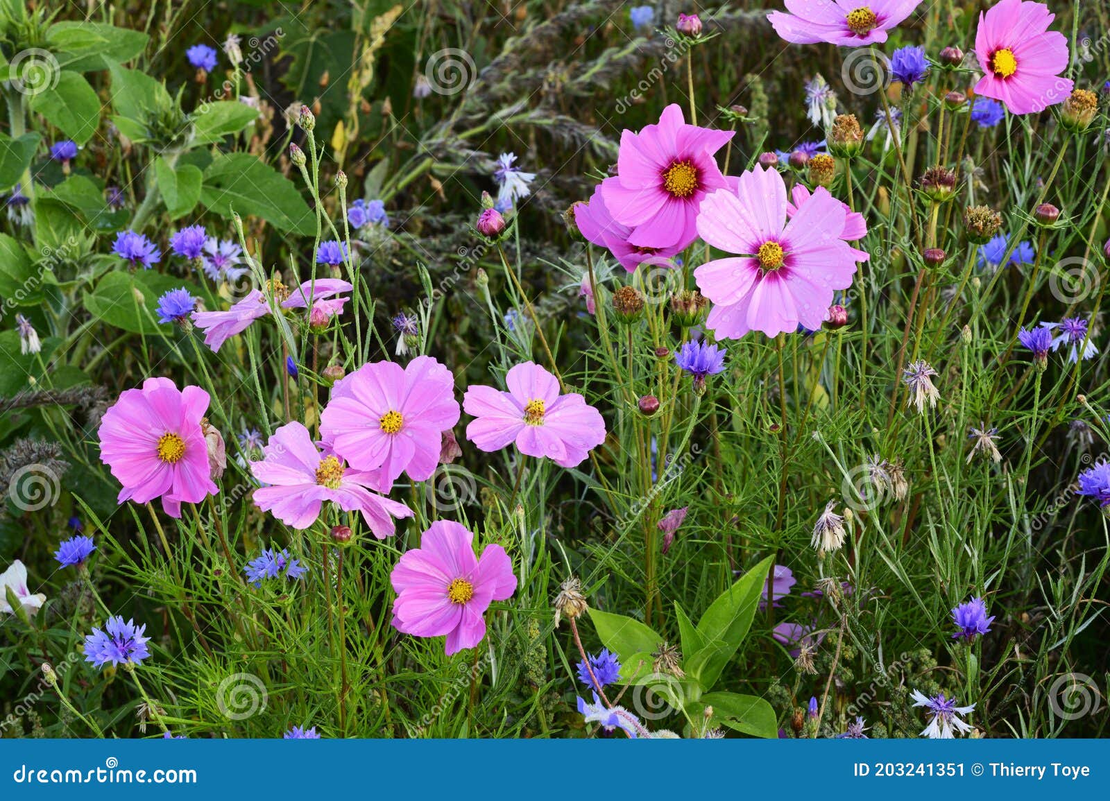 Patch of wildflowers stock image. Image of delicate - 203241351