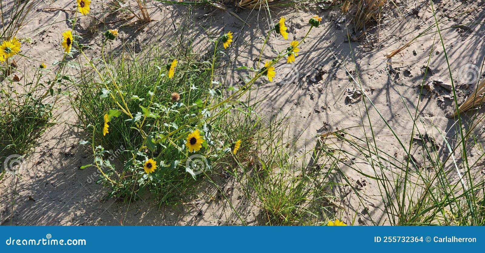 Patch of Yellow Flowers on Grassy Dune Stock Photo - Image of yellow ...