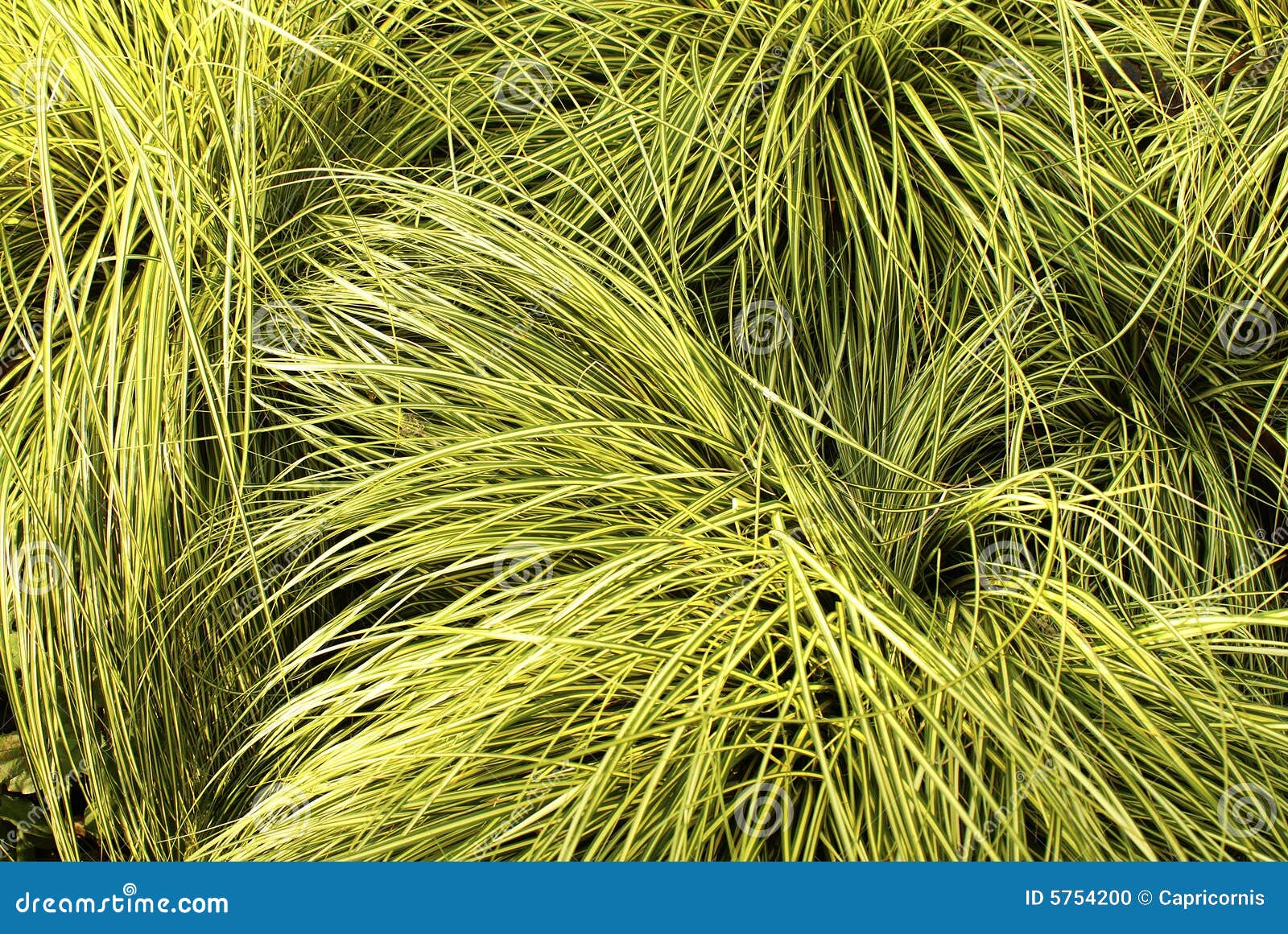 Patch of Yellow Green Grass Stock Photo - Image of horizontal, blade ...