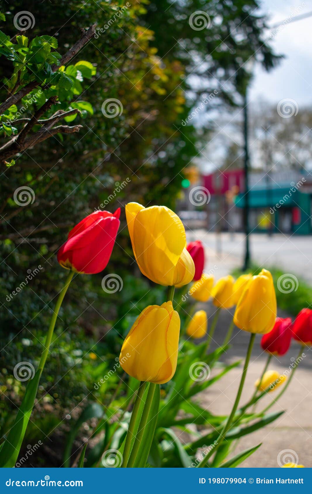 A Patch of Yellow and Red Tulips Next To a Suburban Sidewalk Stock ...
