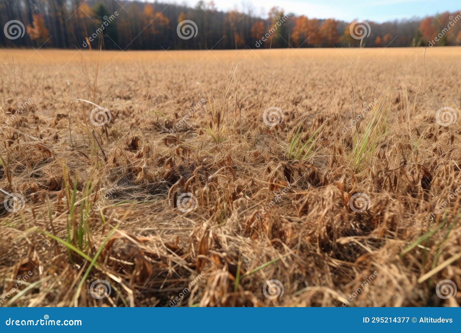 Patches of Brown, Dying Grass in a Field Stock Image - Image of nature ...